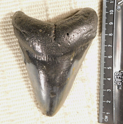 Neolithic & Paleolithic - Fossils