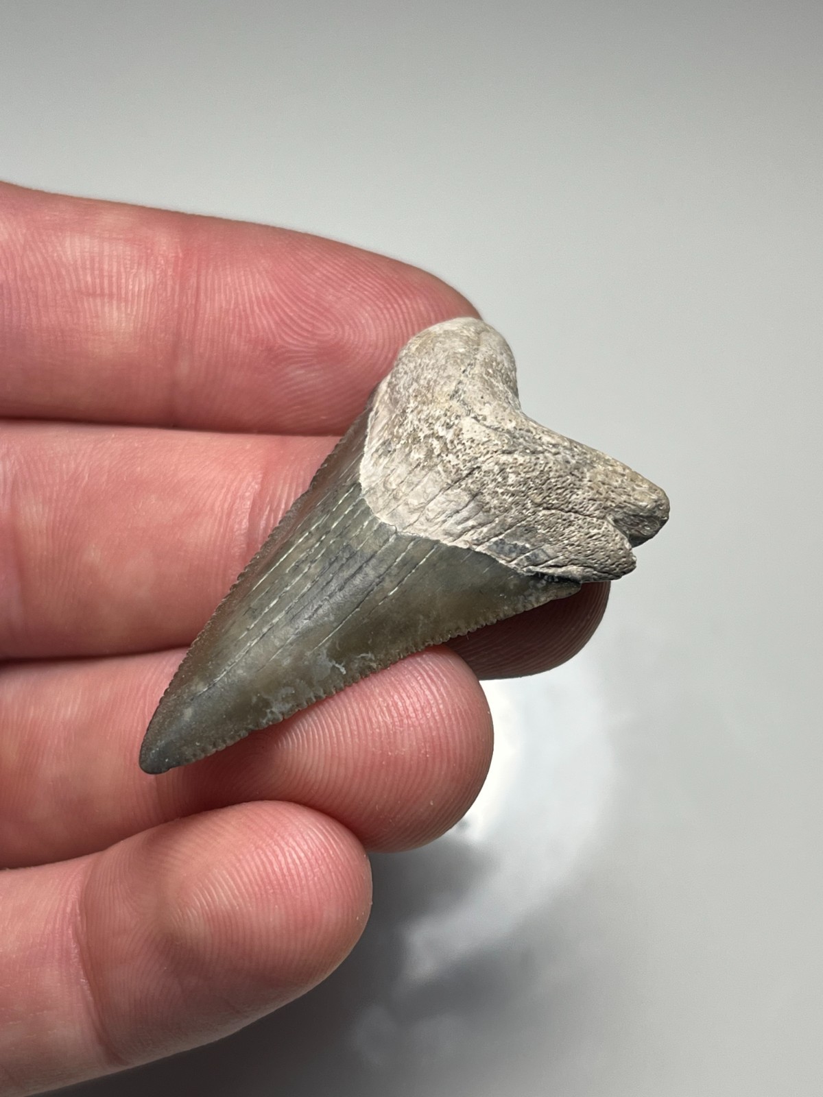 White Root Megalodon Shark Tooth Fossil South Carolina 1.81" | eBay