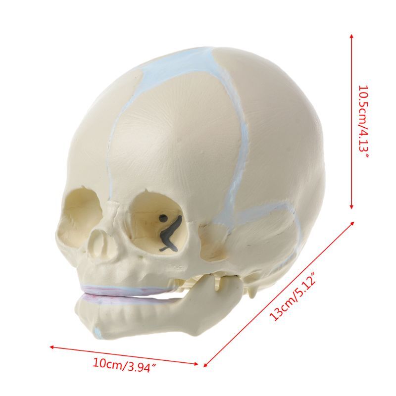 Human Baby Skull