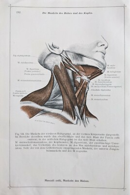 1911 GERMAN ANATOMY PRINT NECK & HEAD MUSCLE RIGHT SIDE OF BODY ...