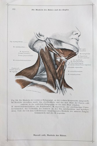 1911 GERMAN ANATOMY PRINT NECK & HEAD MUSCLE RIGHT SIDE OF BODY ...