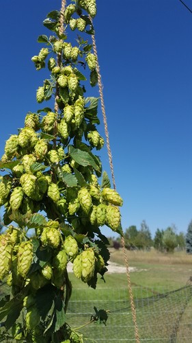 Hops Rhizomes - Cascade, Centennial, Galena, Mount Hood and Nugget. | eBay