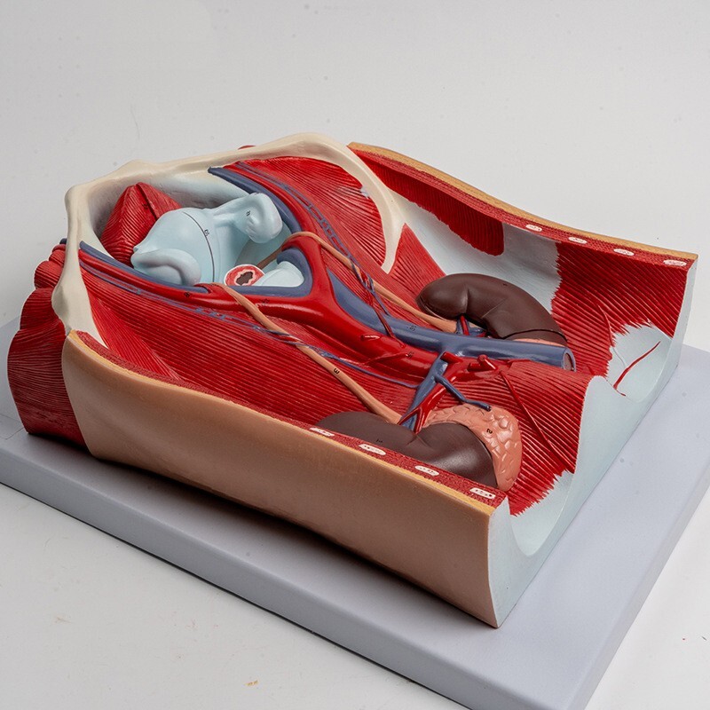 1:1 SIZE Urinary System, Genitourinary prostate Male urology Anatomical ...