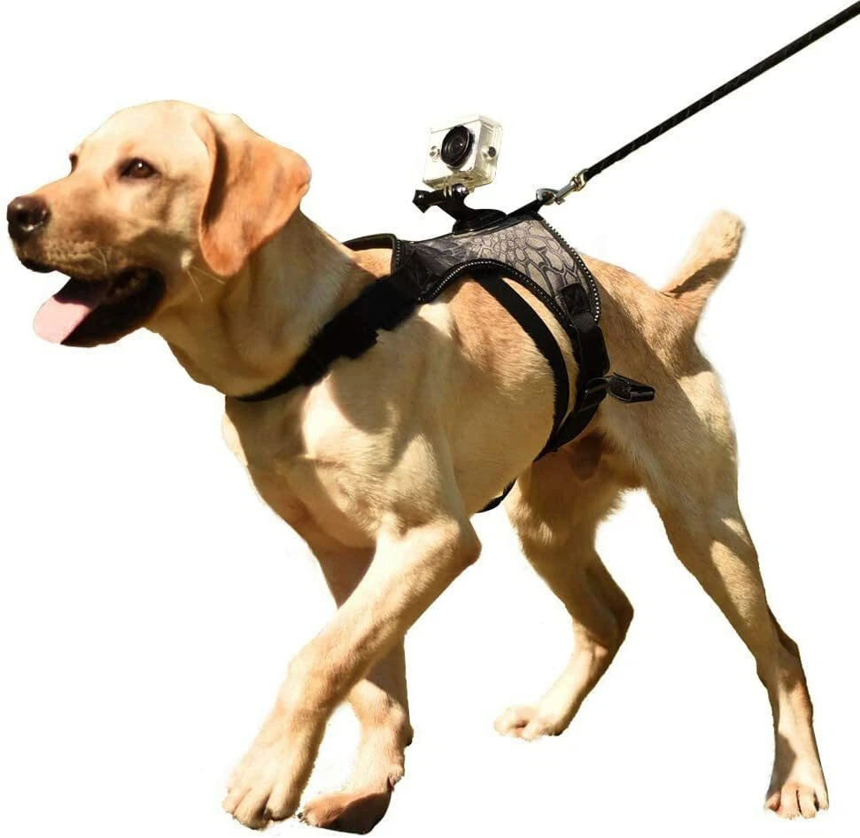Gopro Dog Mount