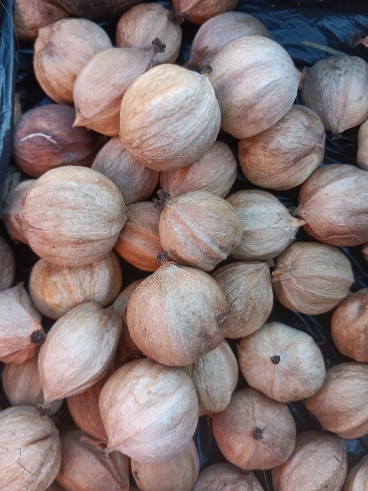 5 Lbs of Oklahoma Hickory Nuts In The Shell - 2025 Harvest Freshly ...