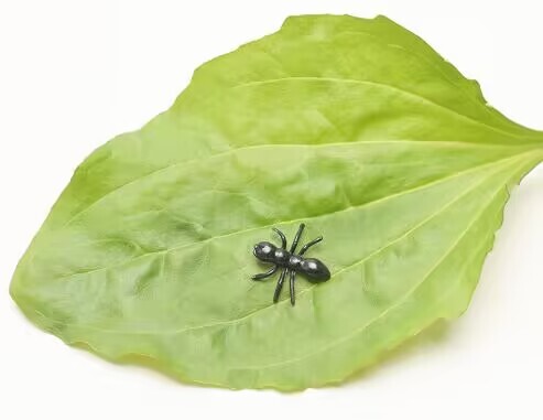 10 Pcs Fake spider/Fly/ant/snake/cockroach Plastic Insect Bugs mischief ...