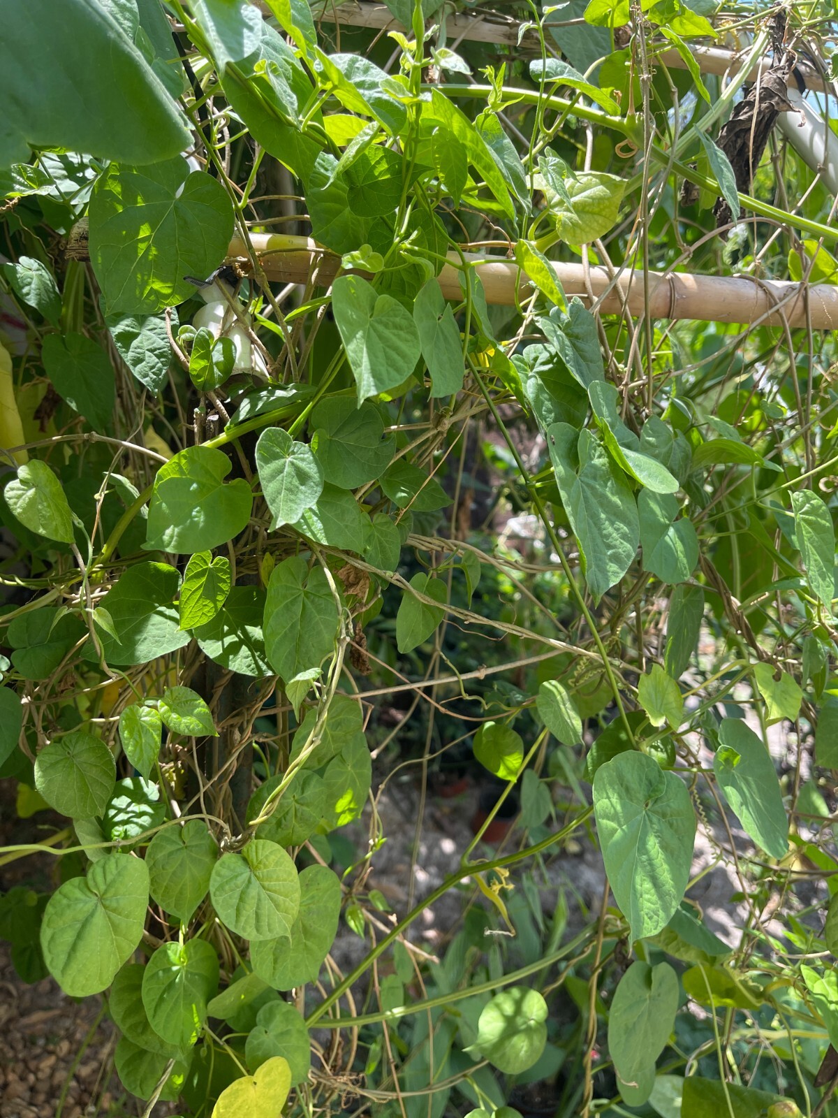1 pot hoa thiên lý /Telosma cordata / cowslip creeper/ Pakalana ...