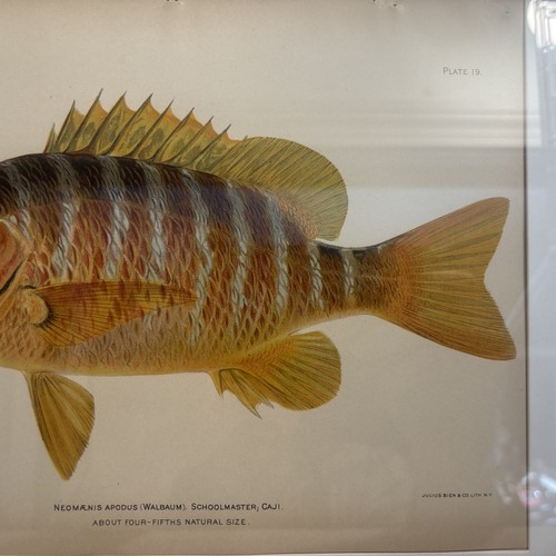 Antique Lithographic Print Fish Porto Rico Bien 1900 Schoolmaster, Caji ...