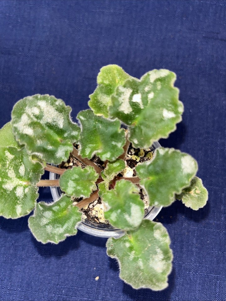 African Violet Starter Plant Optimara Space Violet Ever Special | eBay