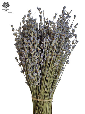 Certified Organic Greek Dried Lavender 1 Bunch and 50g Flowers Harvest ...
