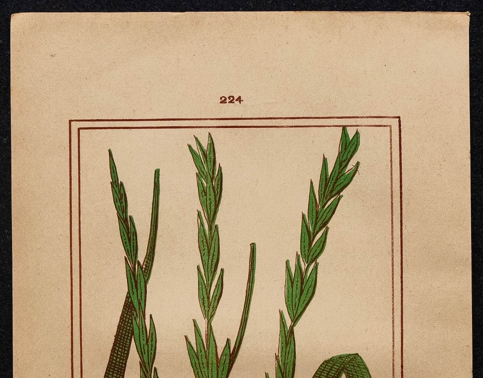 1886 - Couchgrass - Botanical - Medicinal plant in color - Flowers ...