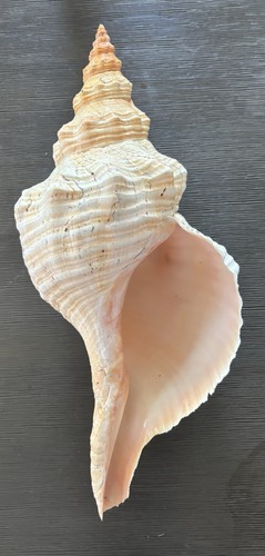 16” Natural Large Horse Conch Shell Seashell 16”L X8” W Triplofusus ...