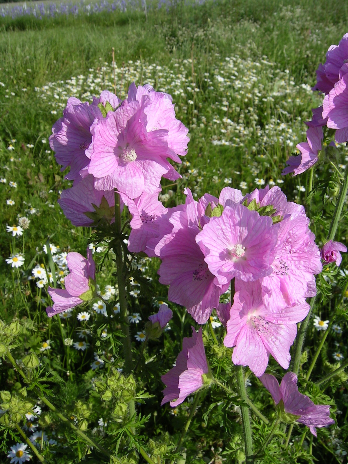 Malva moschata MOSCHUS-MALVE über 200 Samen winterhart | eBay