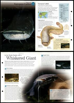 European Catfish #34 Fish - Discovering Wildlife Fact File Fold-Out ...