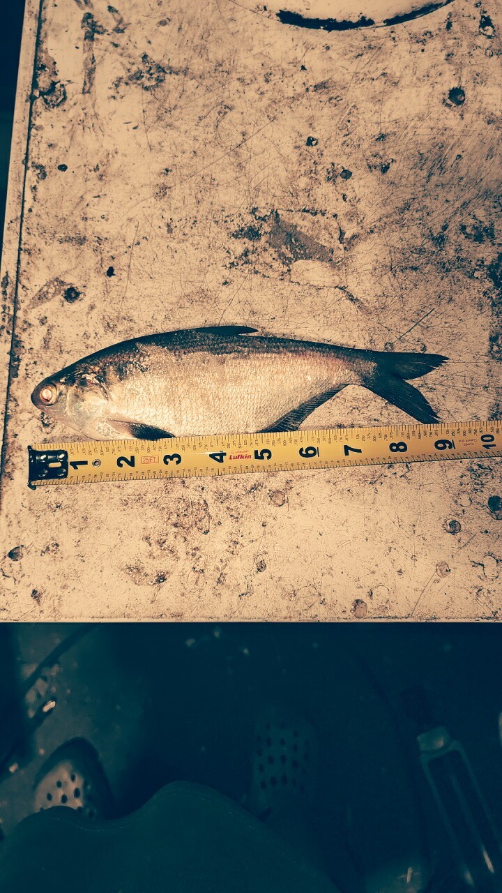 FROZEN Gizzard Shad CATFISH BAIT 2 Gallon Bag | eBay