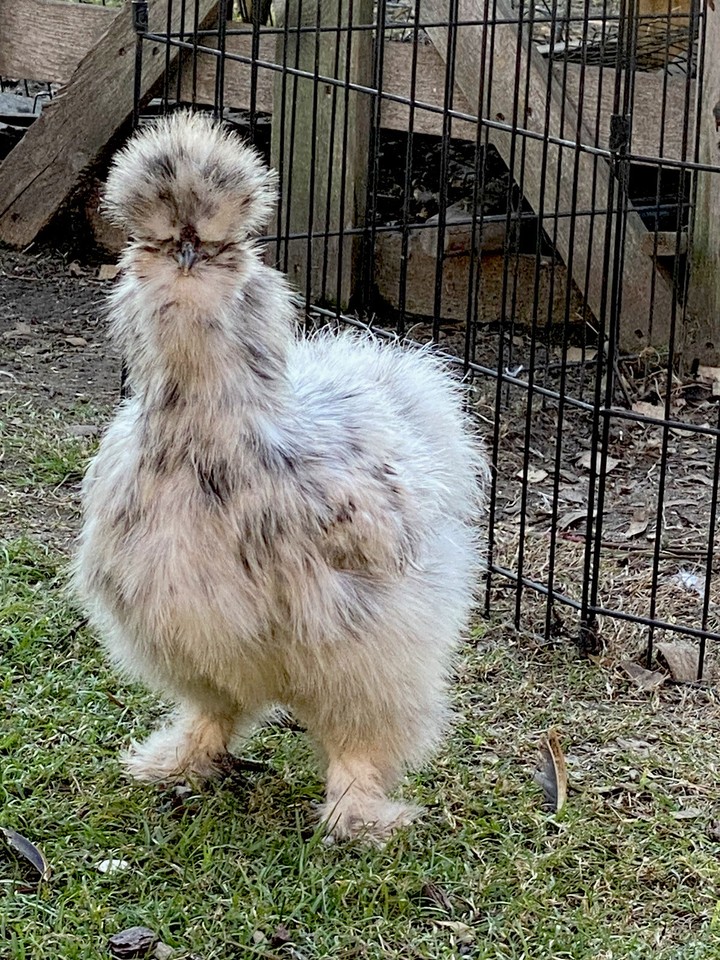6 Bearded & Crested Select Show Quality Fertile Silkie chicken hatching ...