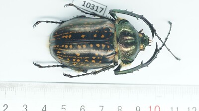 10317 - Cheirotonus terunumai species? Quang binh central vietnam | eBay