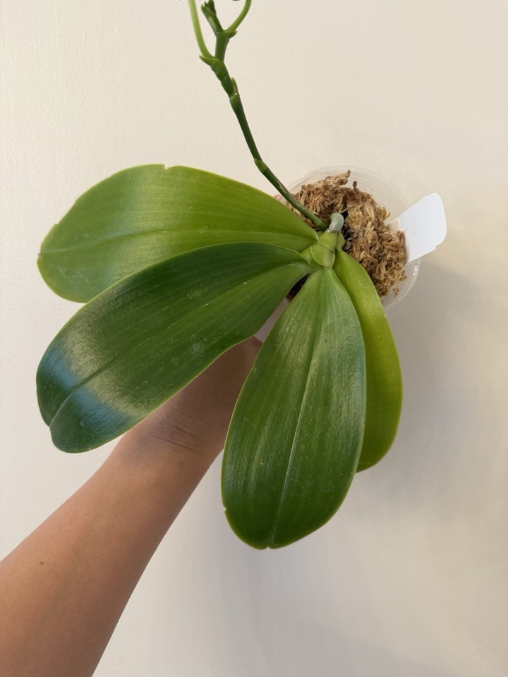 Phalaenopsis (Mainshow Blue Sparrow x LL Blue Leopard) | eBay