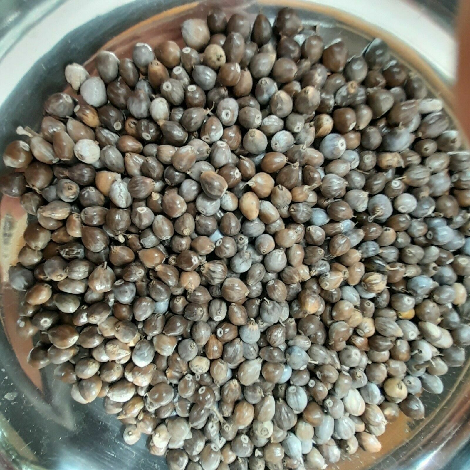 Coix lacryma jobi, Job's tears, Adlay Millet - 20 Se eds | eBay