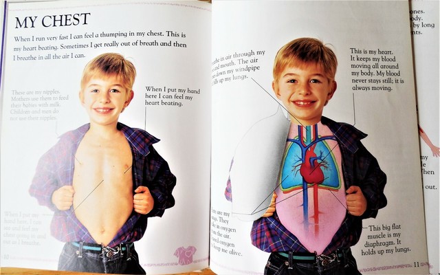 What's Inside My Body Hardcover Childrens Book Scholastic Club Edition ...