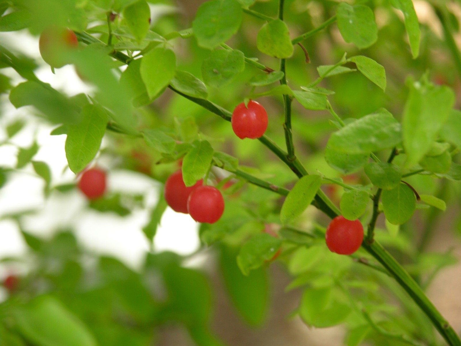 Red Huckleberry, Vaccinium Parvifolium, Shrub Seeds (Edible, Hardy ...