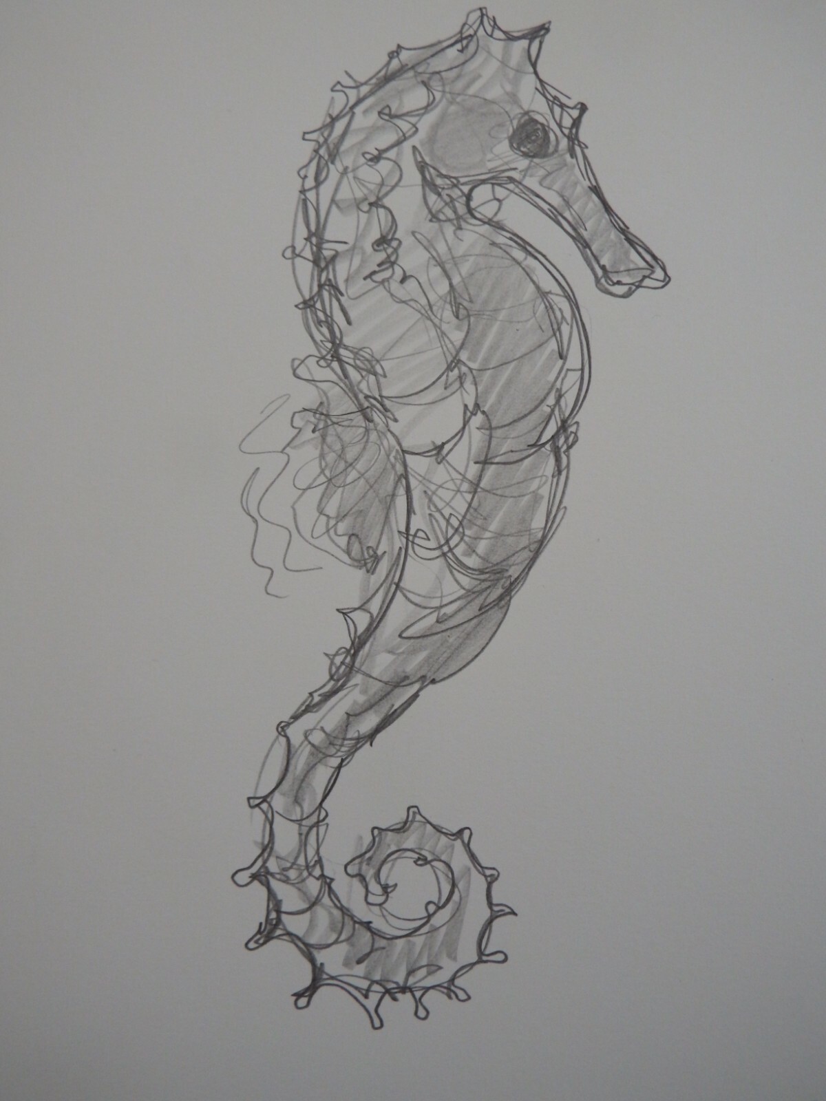 Pencil Drawings Of Seahorses