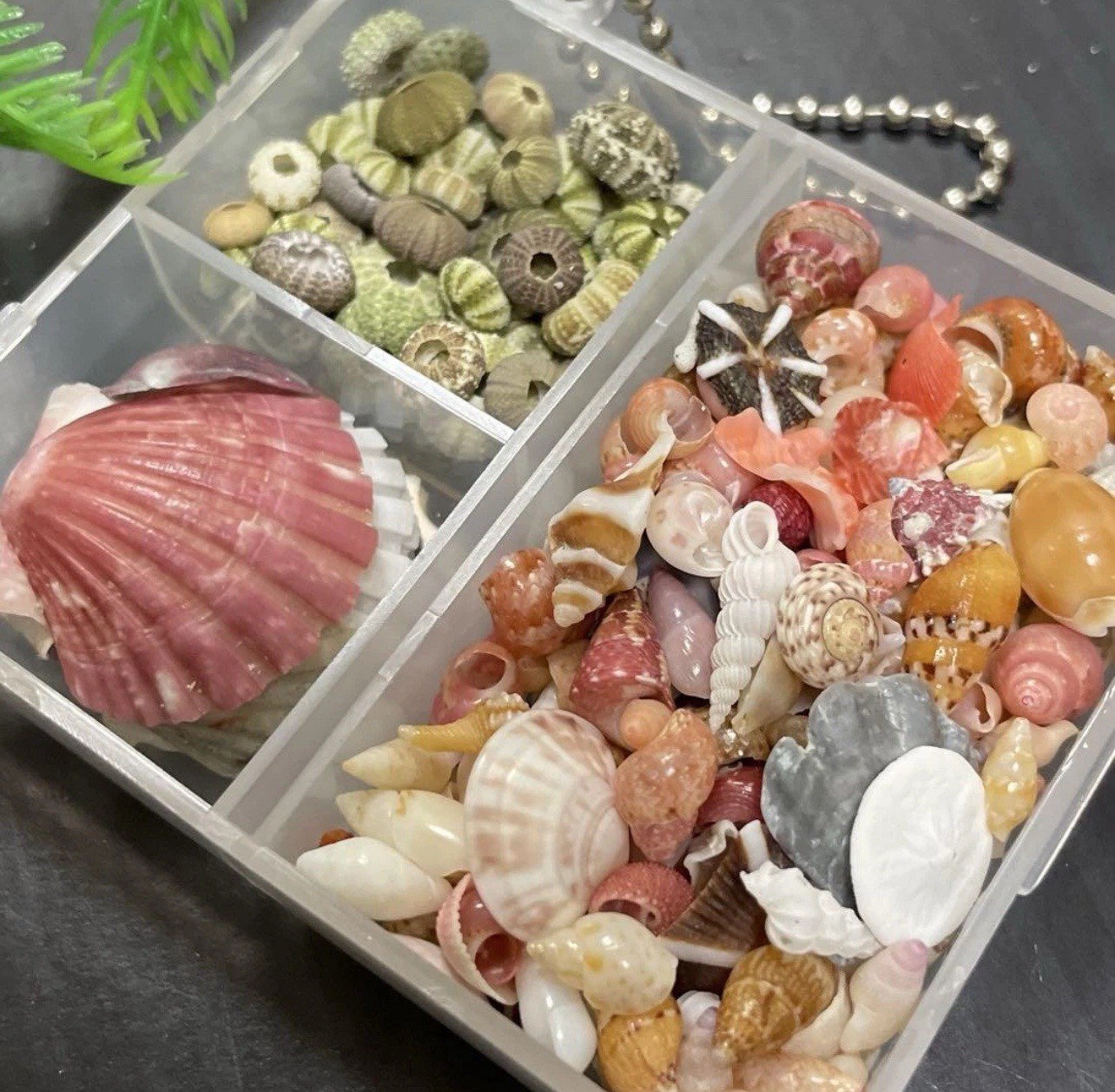 Natural Sea Shell japanese Sea shell Assortment Sea Urchin | eBay
