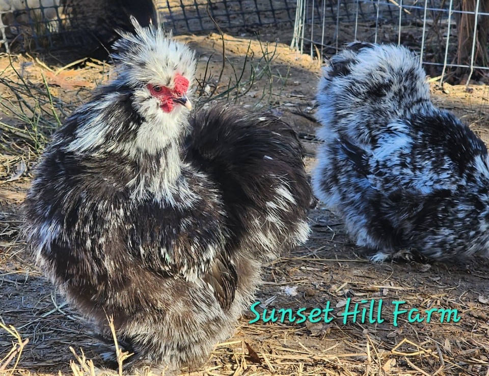 Silkie Hatching Eggs Mottled 6, Satin, Showgirl, Frizzle NPIP & AI ...