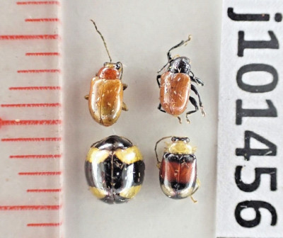 j101456. Insects, butterflies: Chrysomelidae sp. South Vietnam. Bao Loc ...