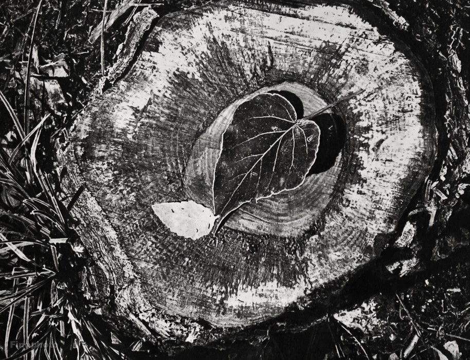 Ansel Adams Photography Trees