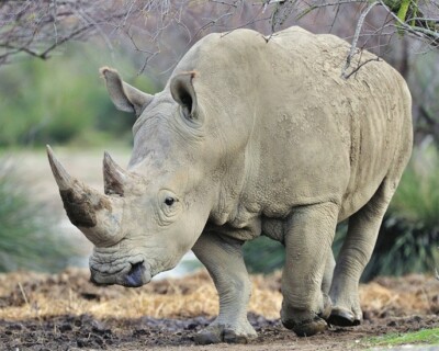 Nature Rhinoceros RHINO Glossy 8x10 Photo Africa Print Wall Art Poster ...