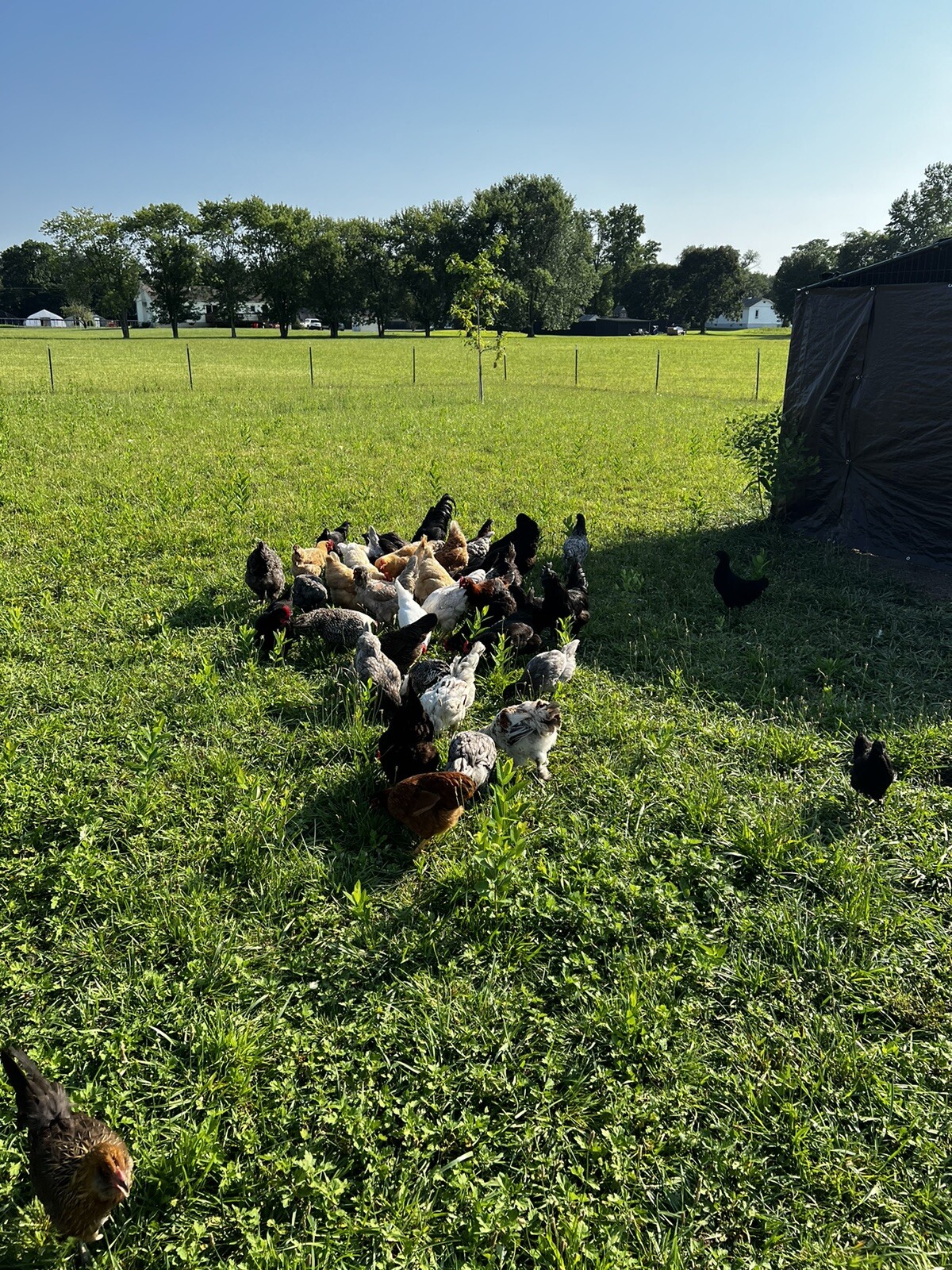 12 Fresh & Fertile Chicken Hatching Eggs -Barnyard Mix- Rare Mix ...