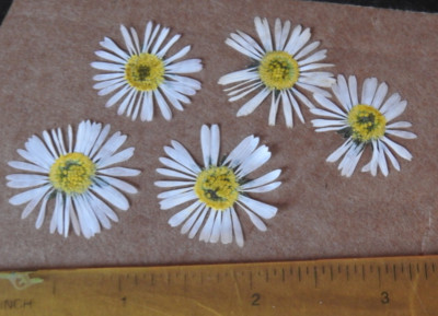 5 Dried Pressed Mini Daisy Flowers for Art, Crafts, Papermaking ...