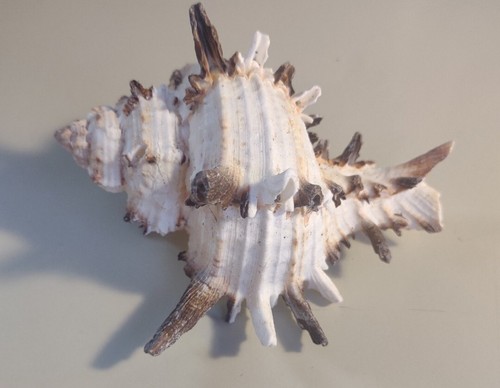 Endive Murex Sea Shell Hexaplex Cichoreum Rare Unique Collectible Home ...