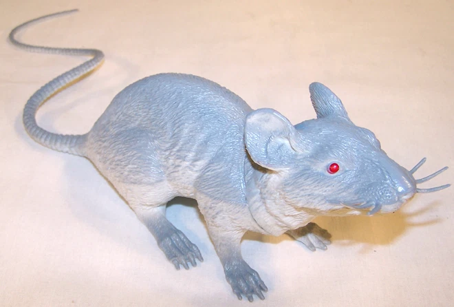 Pet Rat Size