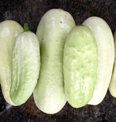 Cucumis sativus var. alba 'White Wonder' SEEDS - Graines de concombre ...