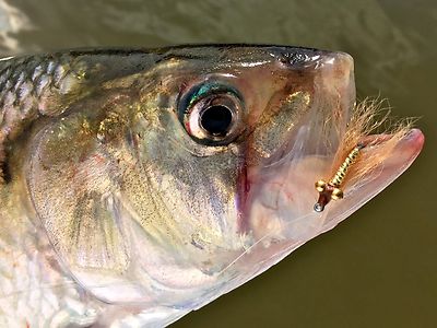 Fly Fishing Flies (Bonefish Permit Trout Redfish Bass) Crazy Charlie ...