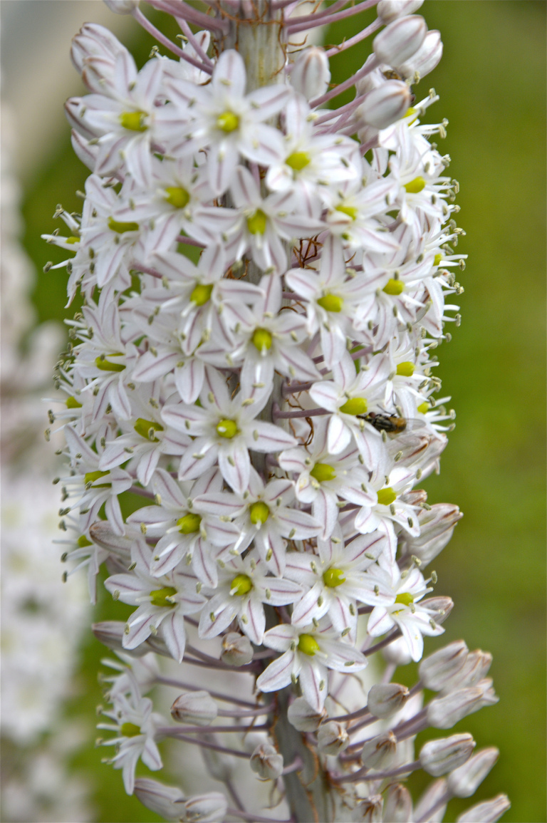 Urginea Maritima Giant Sea Squill Giant Sea Squill A Fall Bulb To