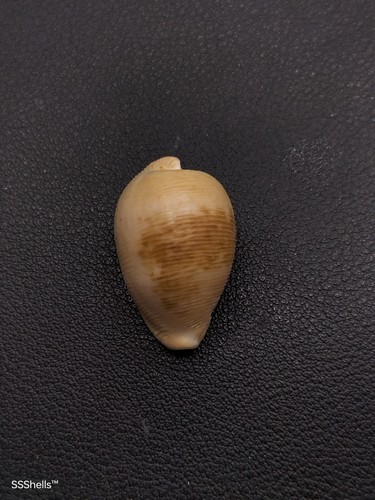 Rare, Cypraea capensis Sea shell. 27mm Cowrie home decor beach #10523 ...