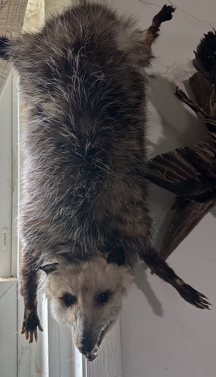 Taxidermy Hanging Possum Opossum Mount | eBay