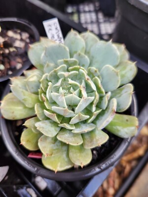 Pinwheel Revolution - Echeveria succulent with root ball DISCOUNT for 2 ...