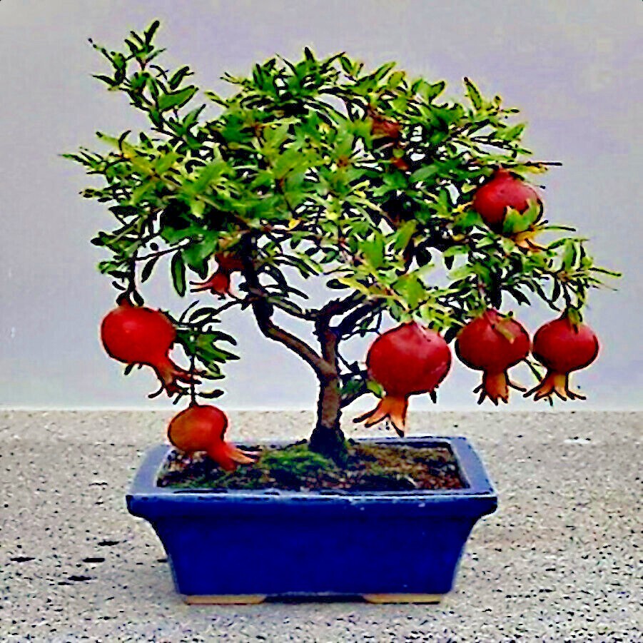 20 DWARF Pomegranate Tree Seeds (Punica granatum) Nana Garden Fruit ...