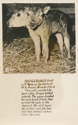 Vintage RPPC Postcard Conjoined Twins Two Headed Calf Cow Oddity ...