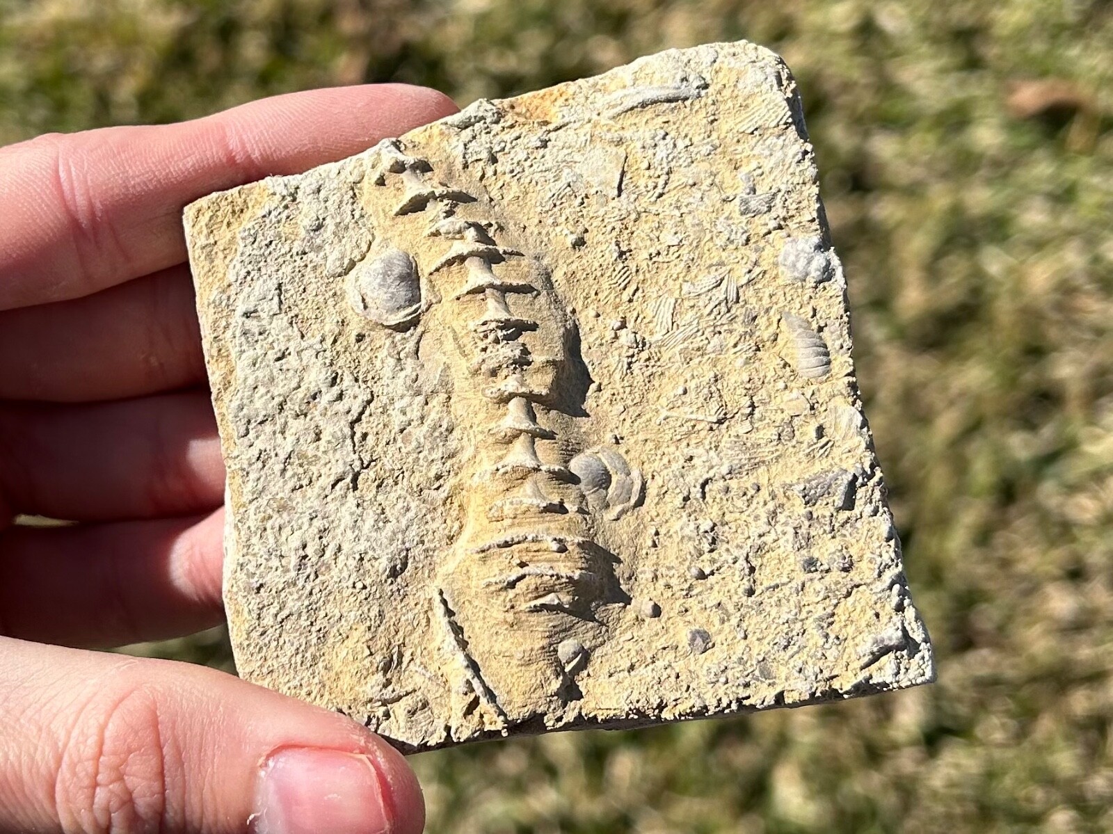 Alabama Fossil Archimedes Screw & Other Fossils in Matrix Mississippian ...