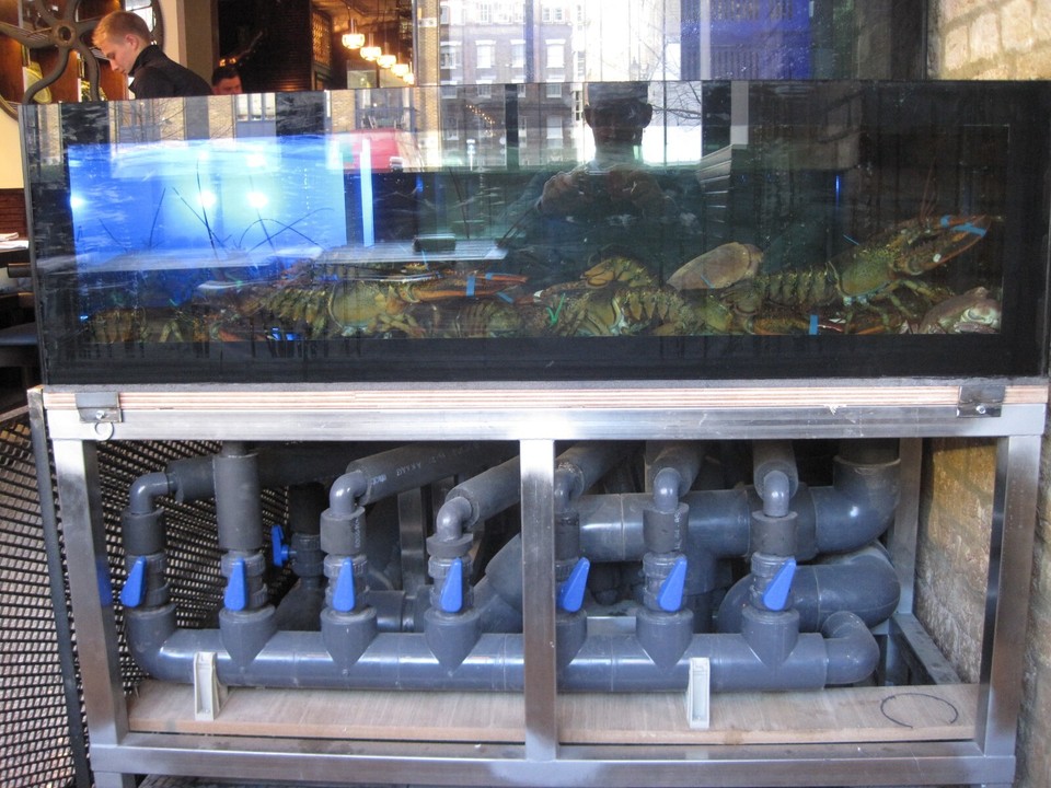 Commercial FISH TANK , Aquarium fish Display | eBay UK