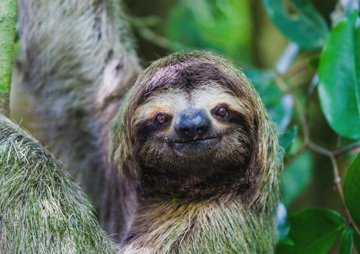 Cute Smiling Sloth