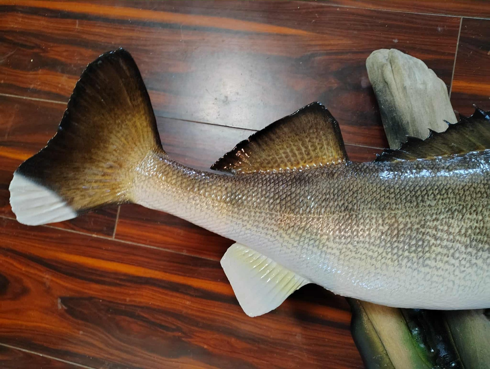 Taxidermy 26" Walleye Mounted Real Fish Cabin Lake Decor | eBay