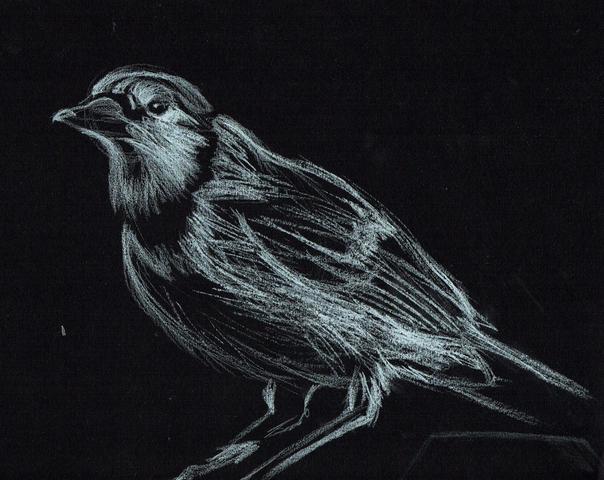 Scratchboard Art Birds