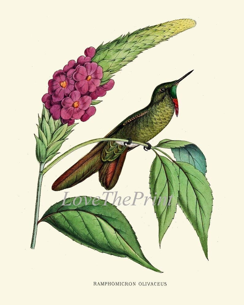 Vintage Hummingbird Prints Wall Art Set of 4 Bird Pink Tropical Flowers ...