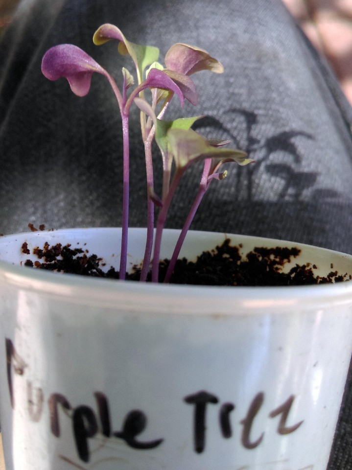 Purple Tree Collard Seeds - 15/50/100 seeds - Organic Kale Collards ...